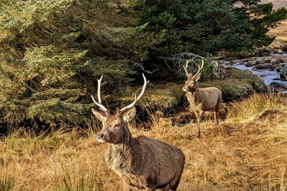 Uncover 5 Incredible Birds in Scotland | Rob Carr Tours