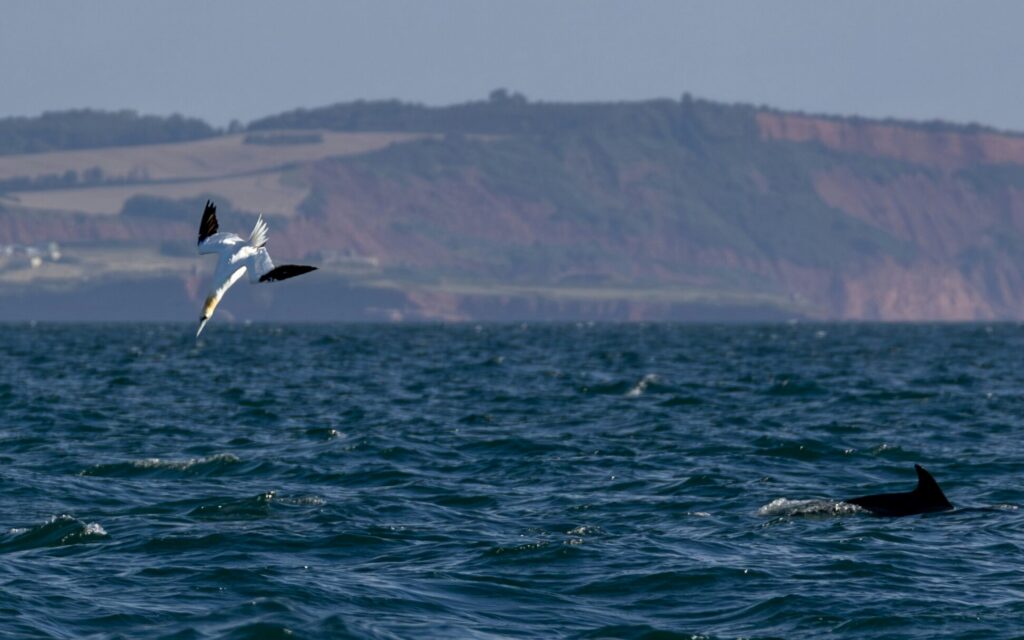 Bass Rock Gannets: Guide to the World's Largest Colony | Rob Carr Tours