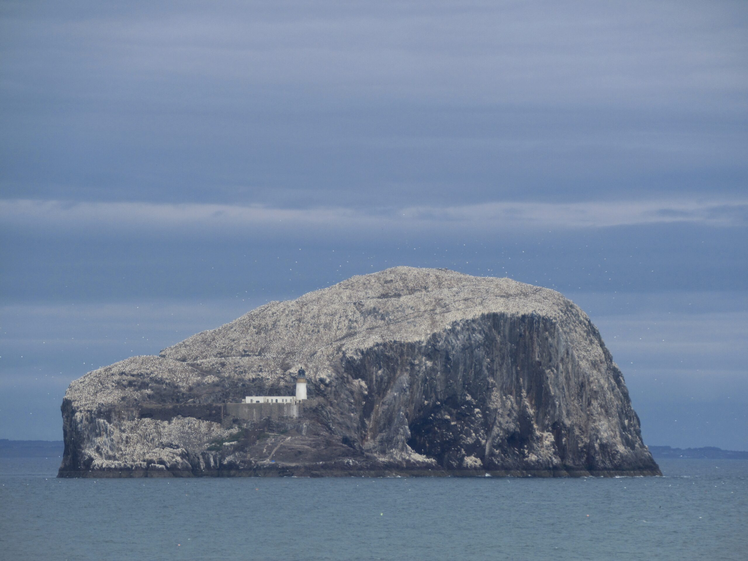 Bass Rock Gannets: Guide to the World's Largest Colony | Rob Carr Tours